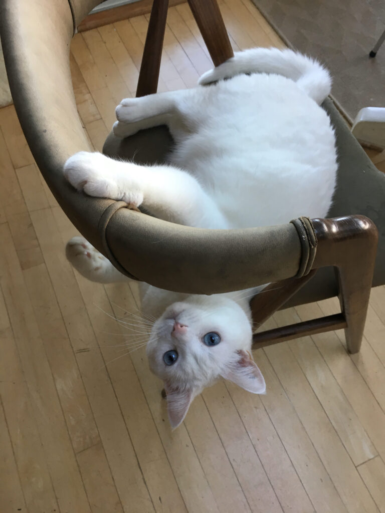 Summer at the AGGV: Pandemic Edition - AGGV Magazine